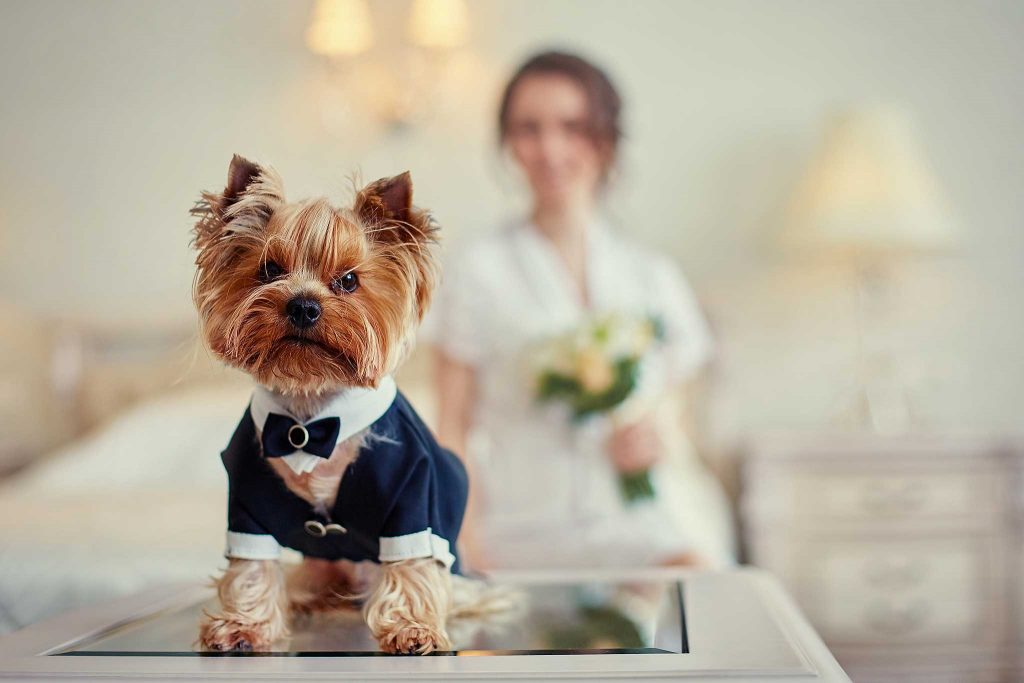 What to do with dog on wedding day | Beachweddingtips.com