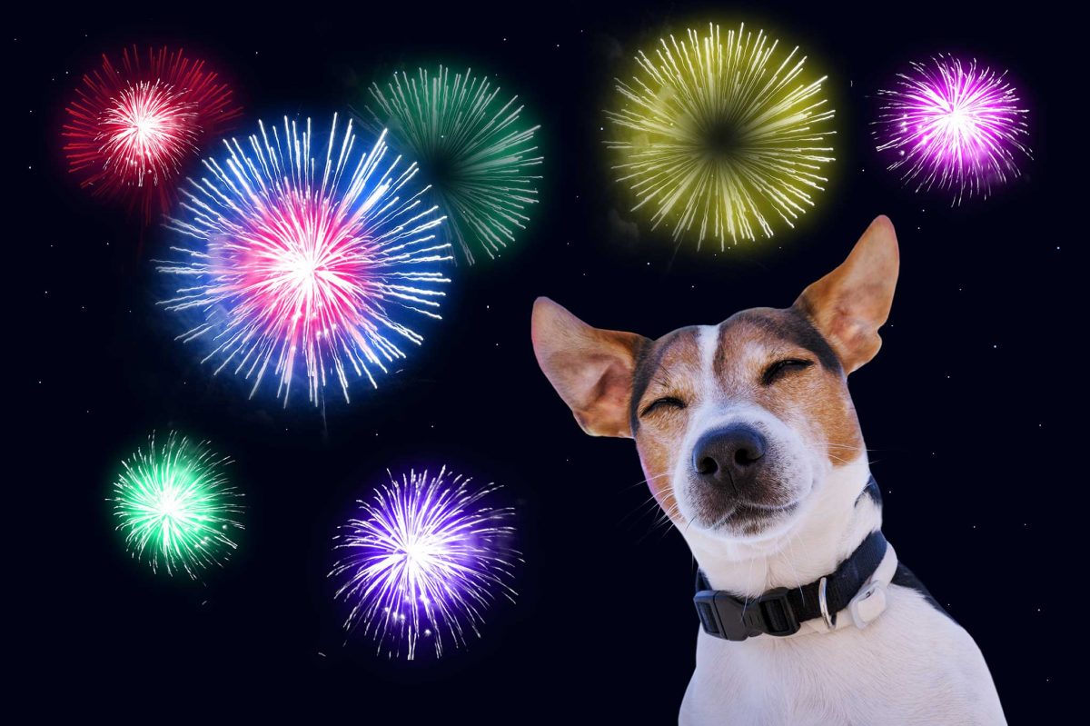 Dogs And Fireworks Advice For Dog Owners